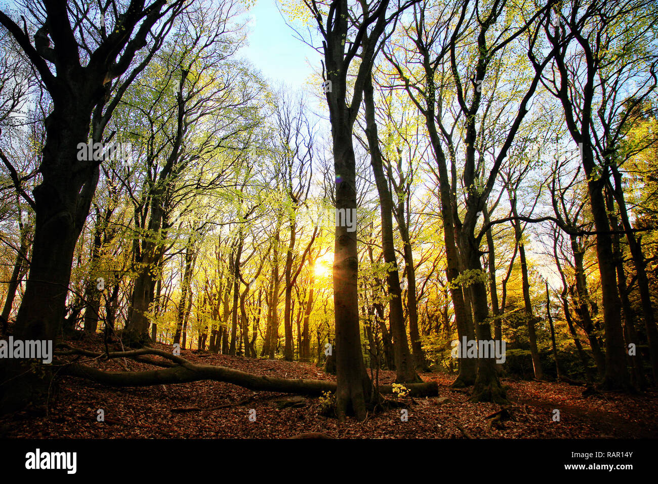 Trees in the Nature in Park Outdoor Concept Stock Photo - Alamy