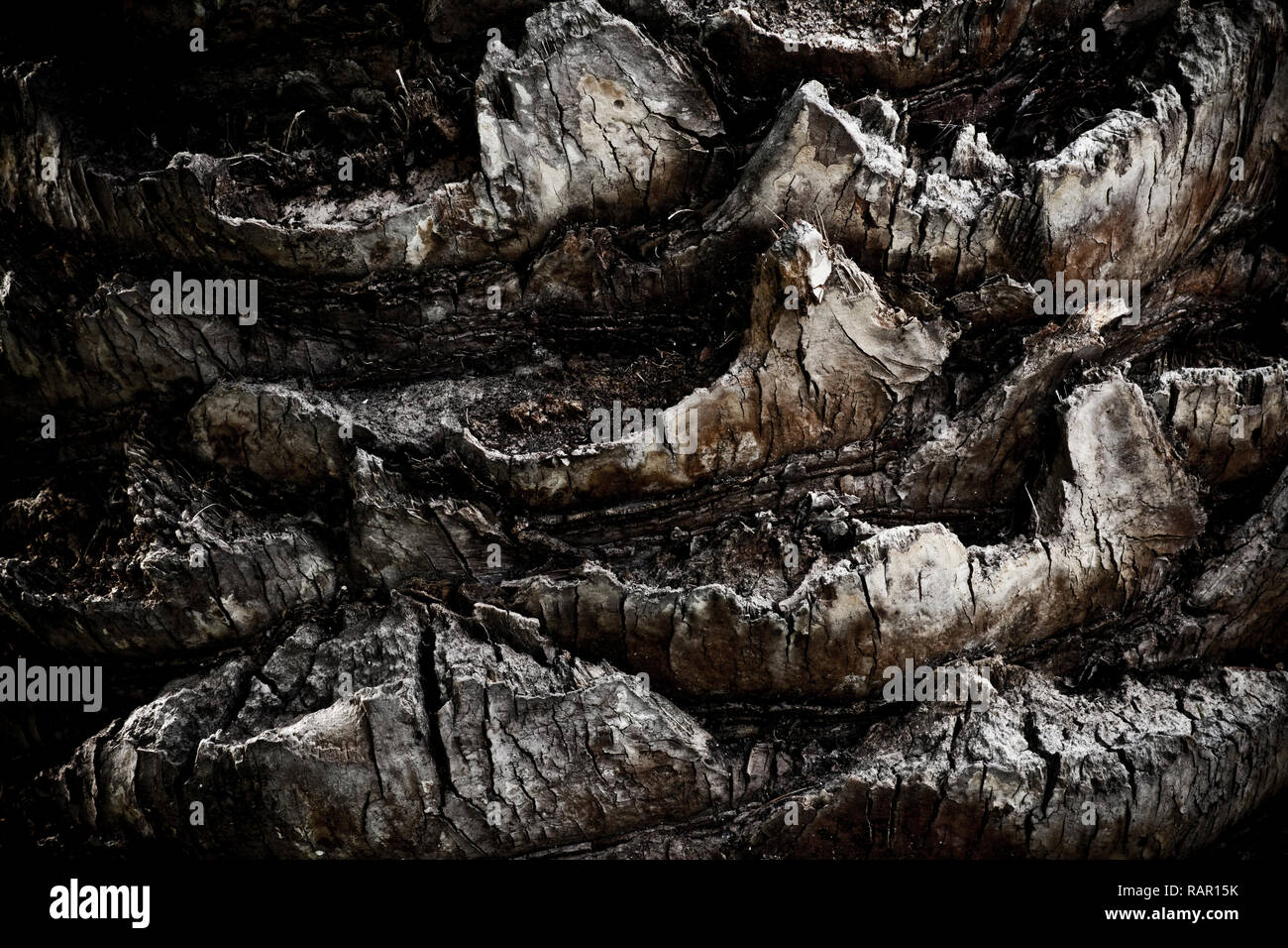 Tropical Plant Palm Tree Body Trunk Background Stock Photo - Alamy