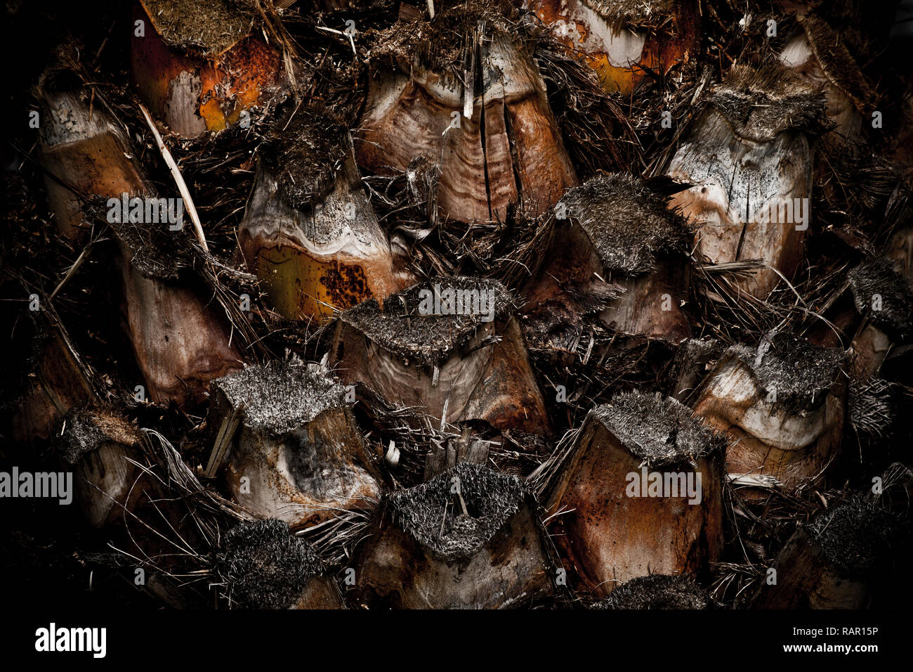Tropical Plant Palm Tree Body Trunk Background Stock Photo - Alamy