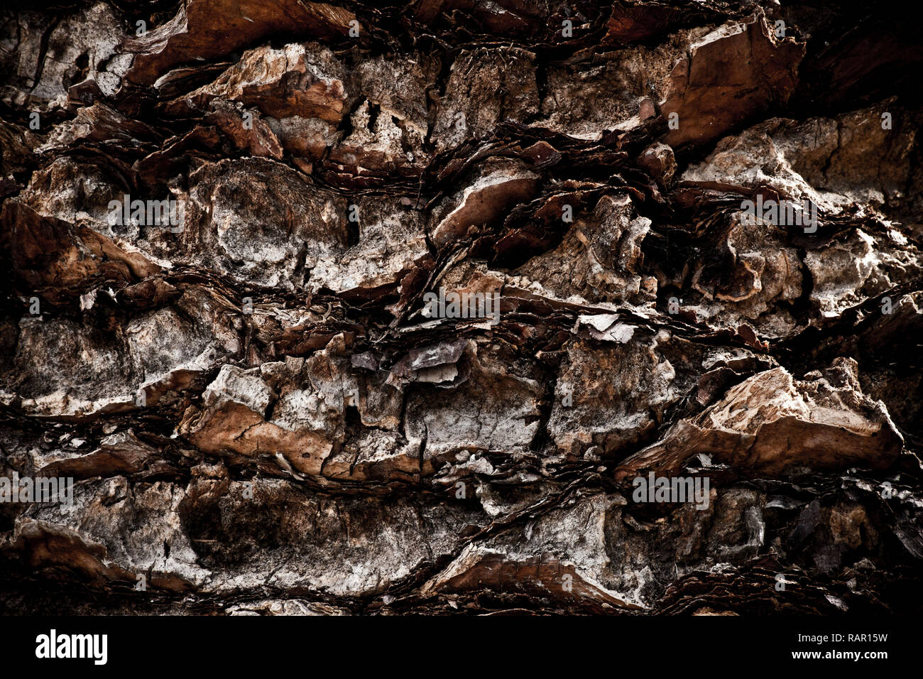 Tropical Plant Palm Tree Body Trunk Background Stock Photo - Alamy