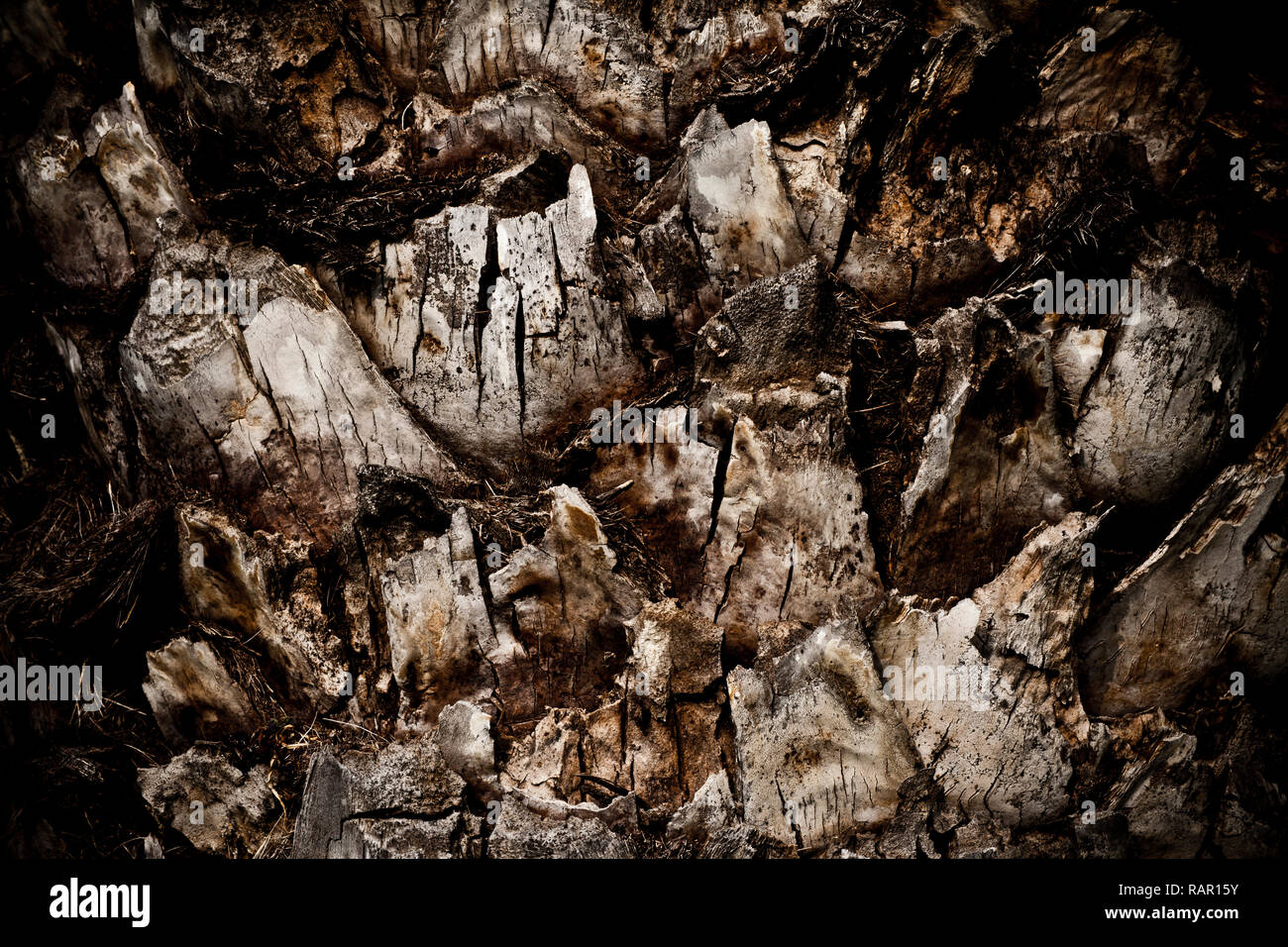 Tropical Plant Palm Tree Body Trunk Background Stock Photo - Alamy