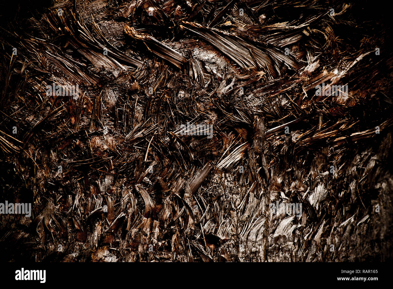 Tropical Plant Palm Tree Body Trunk Background Stock Photo - Alamy