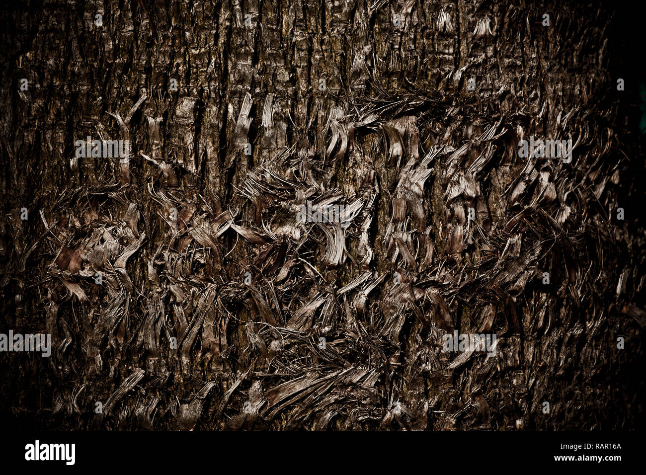 Tropical Plant Palm Tree Body Trunk Background Stock Photo - Alamy