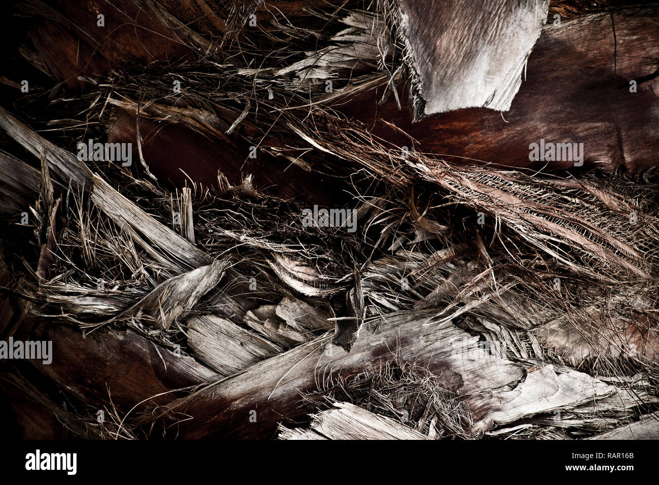 Tropical Plant Palm Tree Body Trunk Background Stock Photo - Alamy