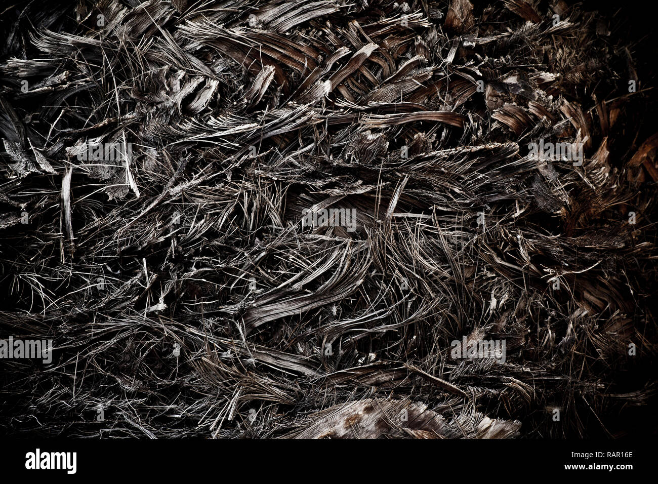 Tropical Plant Palm Tree Body Trunk Background Stock Photo - Alamy