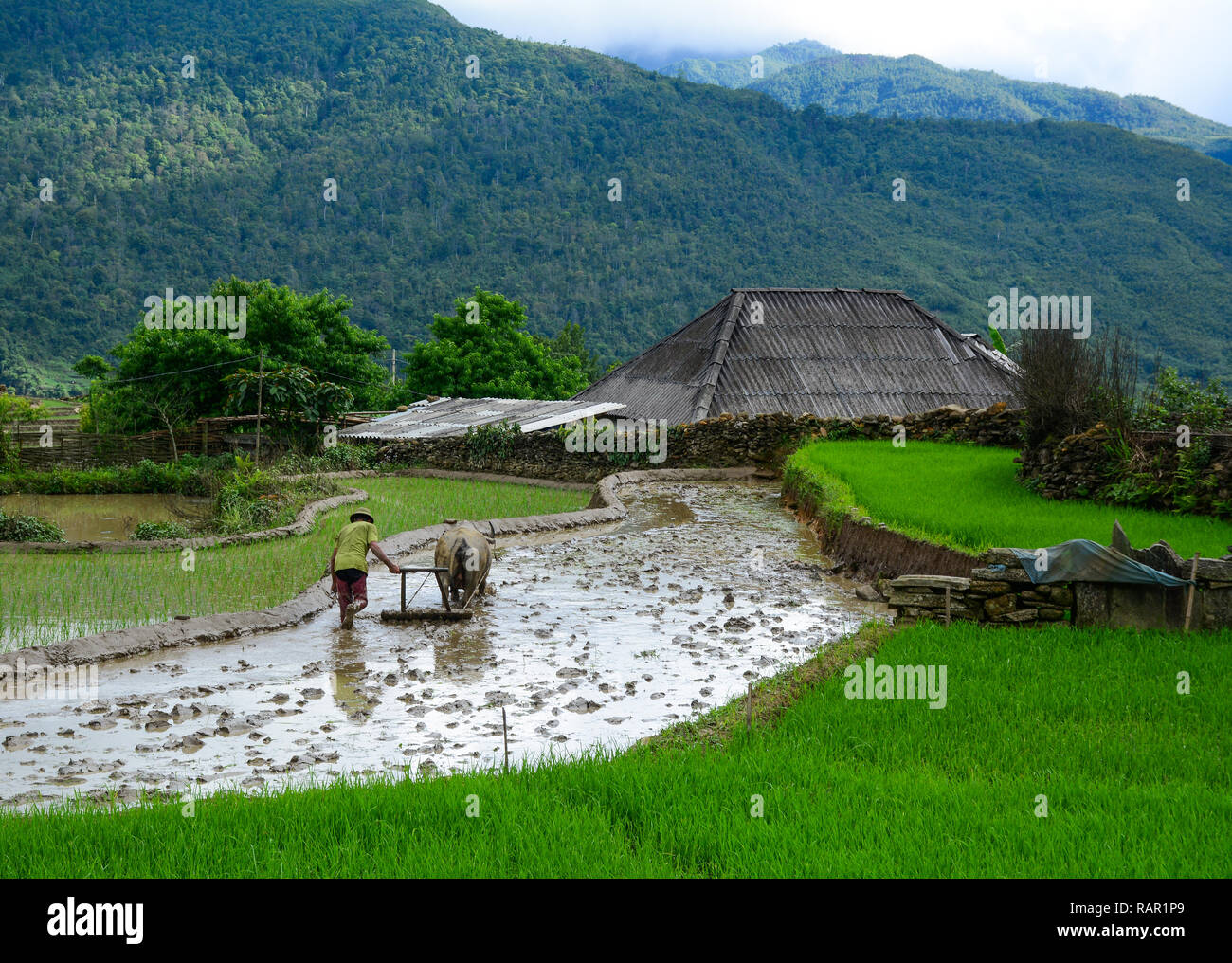 Vietnamese livestock rice farming hi-res stock photography and images ...