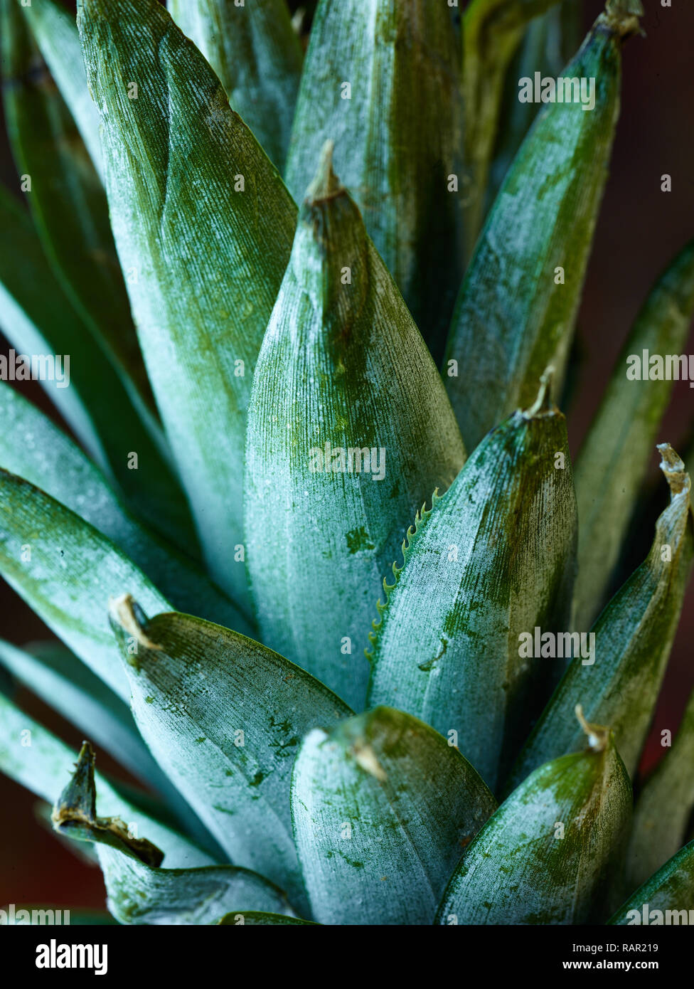 Raphides hi-res stock photography and images - Alamy