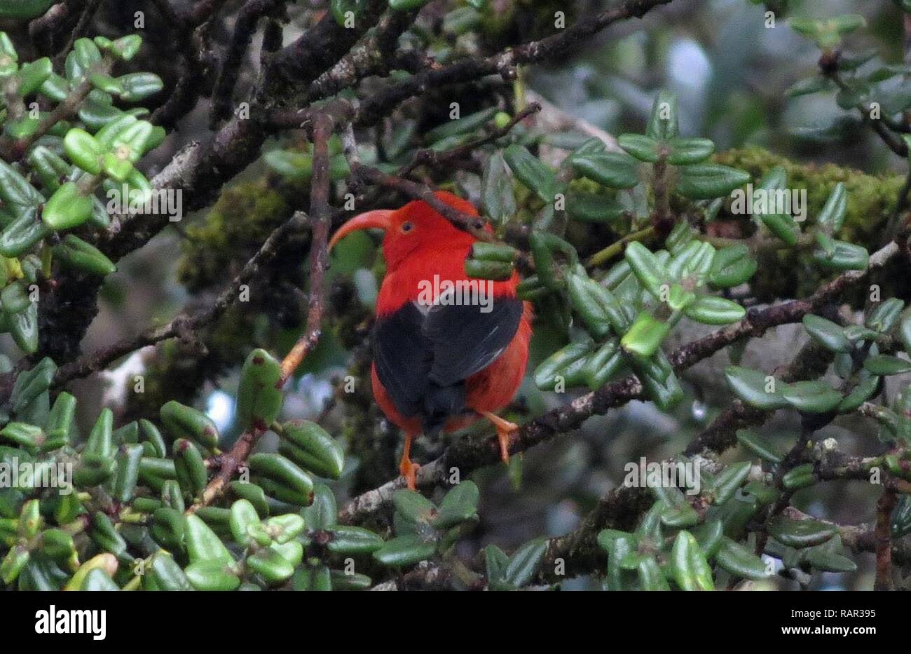 WAIANAE — The ‘I’iwi bird, also known as the Hawaii Honeycreeper, is ...