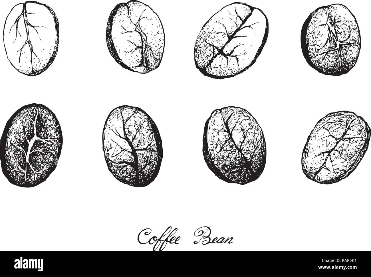 Illustration Hand Drawn Sketch of Assorted Roasted Coffee Beans ...