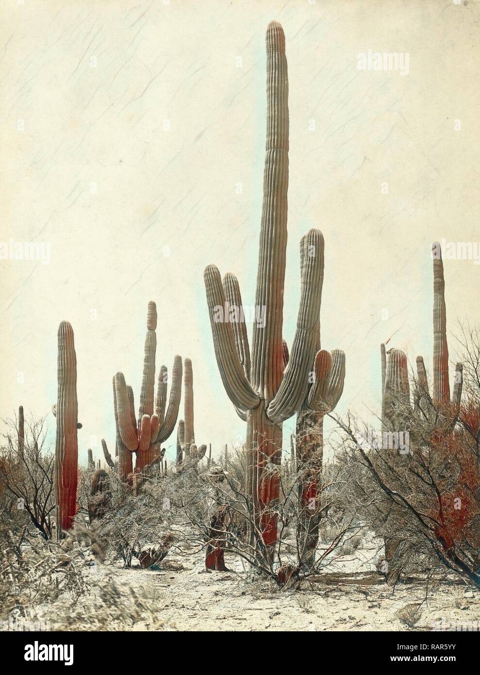 Giant Cactus in the desert of Tucson USA, Anonymous, 1880 - 1920 ...