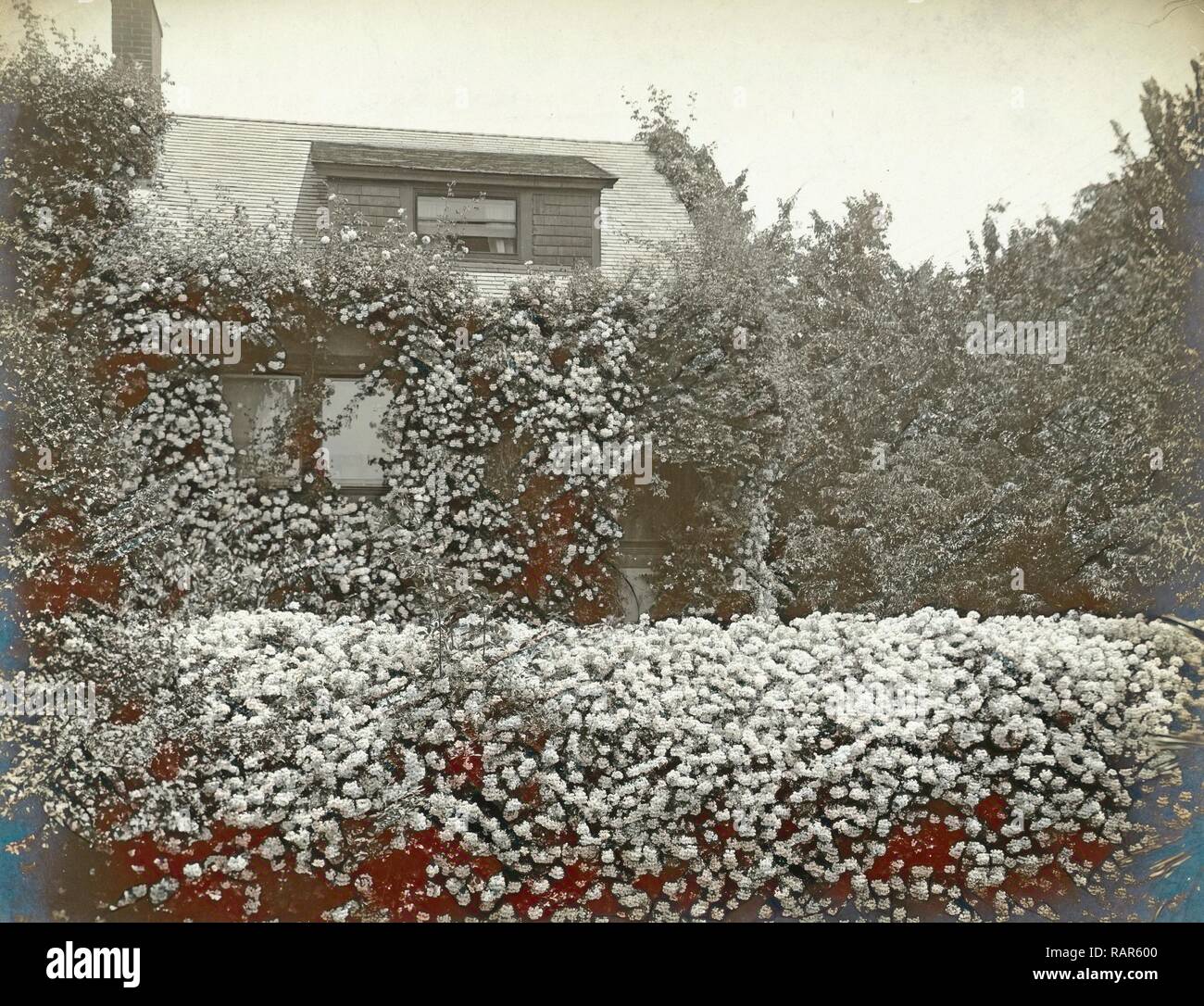 Garden and house overgrown with roses, Southern Pacific Company, 1880 ...