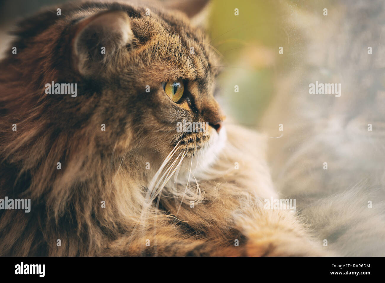 Cute cute pretty cat hi-res stock photography and images - Alamy