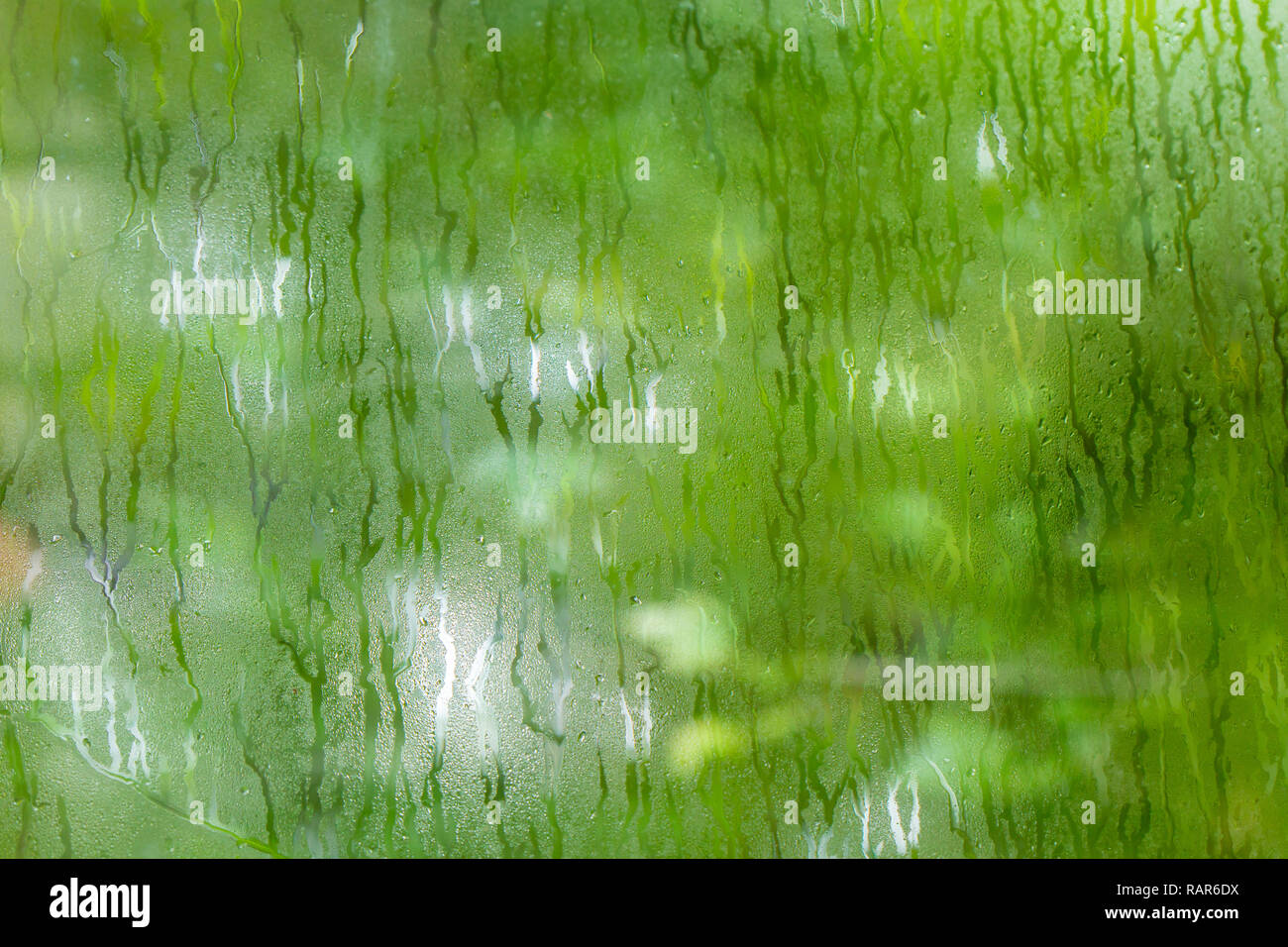 green wet moist water condense on glass windows nature background Stock ...