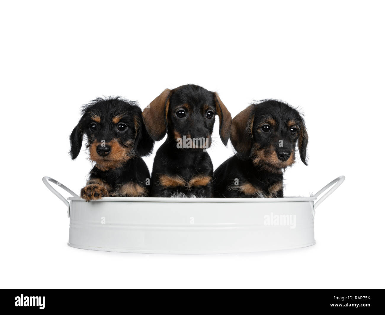 Black Wiener Dogs Puppies