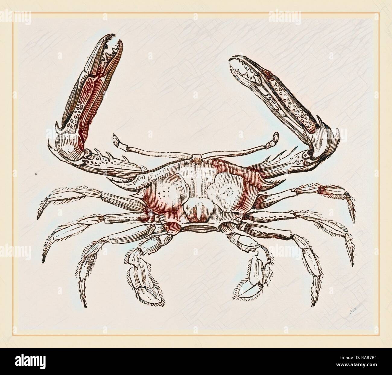 Podophthalmus vigil. Reimagined by Gibon. Classic art with a modern ...