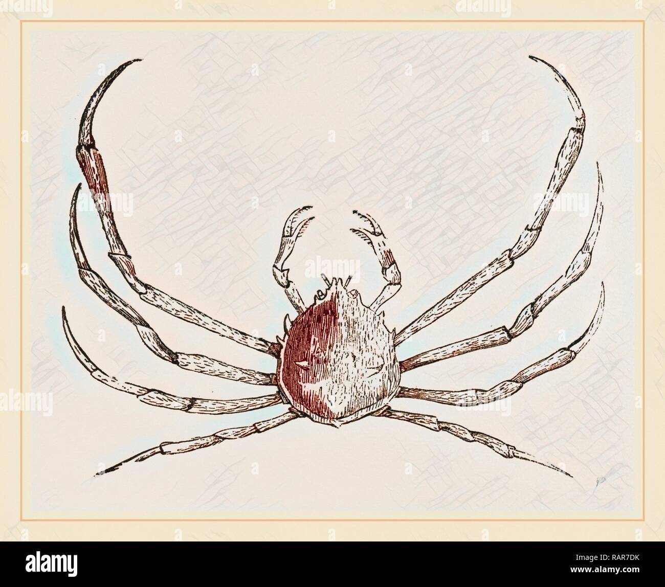 Doclea Rissonii. Reimagined by Gibon. Classic art with a modern twist ...