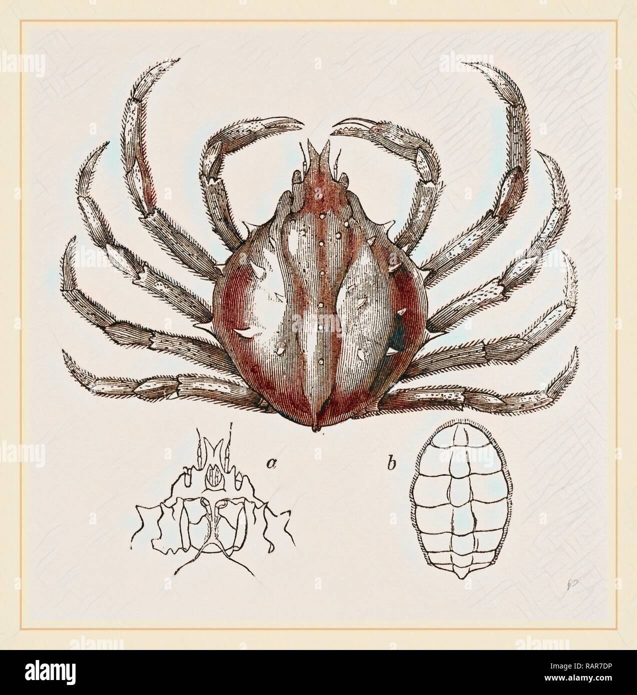 Libinia spinosa. Reimagined by Gibon. Classic art with a modern twist ...