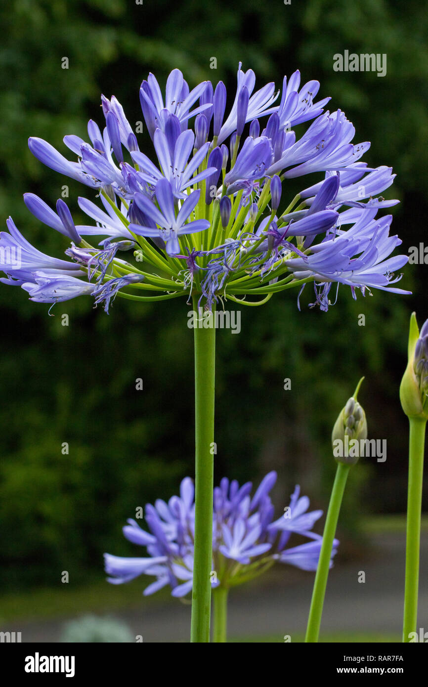 This light blue African Lily features large clusters of spherical ...
