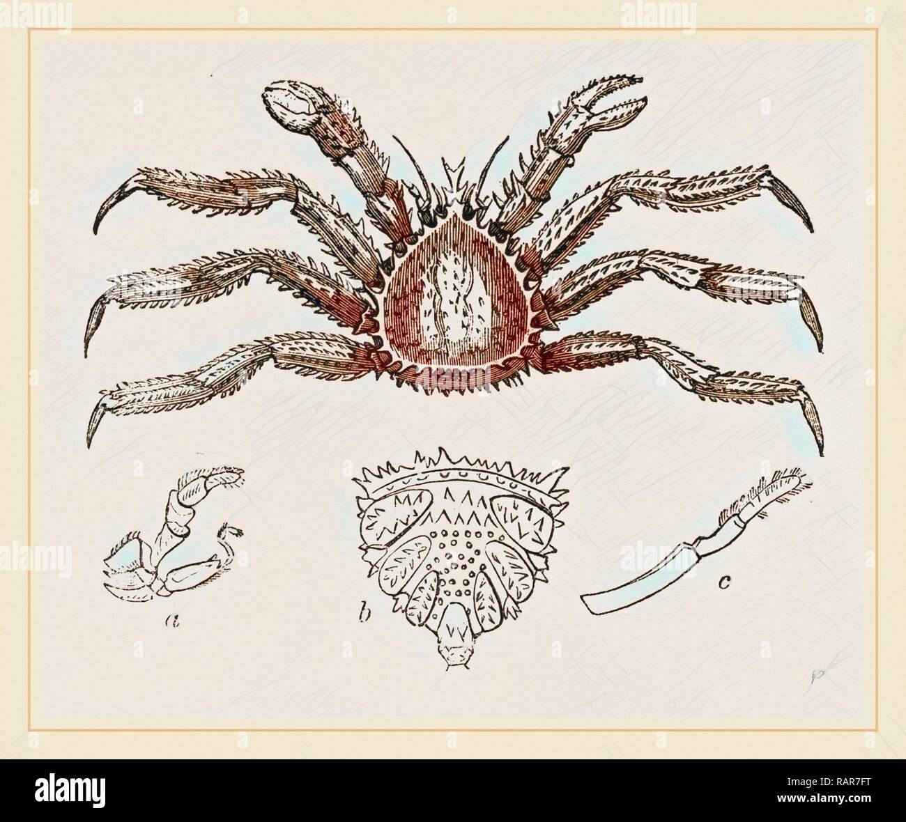 Lithodes arctica Female. Reimagined by Gibon. Classic art with a modern ...