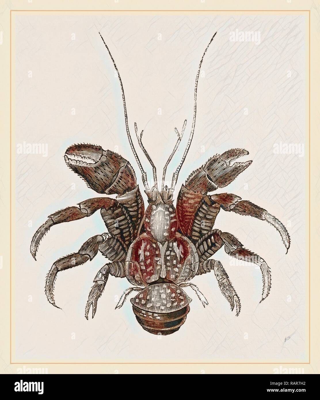 Birgus Latro. Reimagined by Gibon. Classic art with a modern twist ...