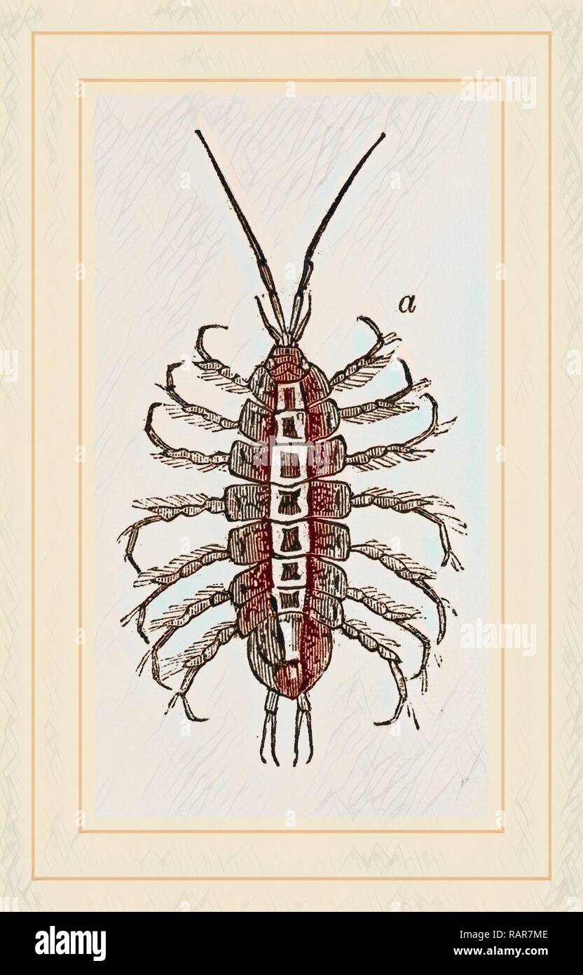 Asellus aquaticus. Asellus aquaticus' is a freshwater crustacean ...