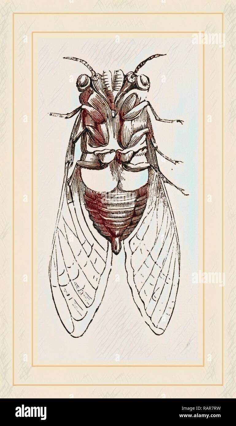 Under Side of Tree-hopper. Reimagined by Gibon. Classic art with a ...