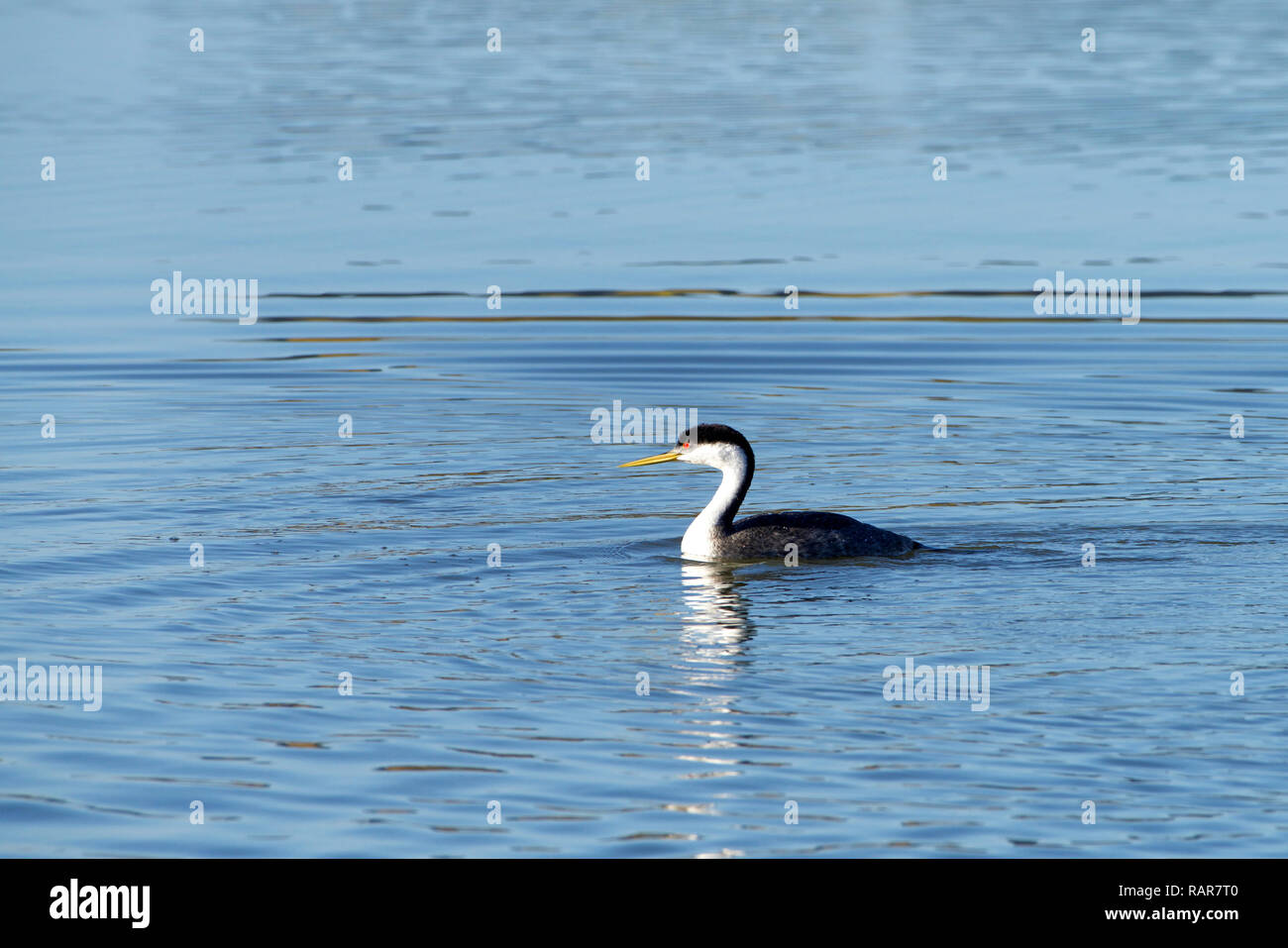 A Western Grebe swimming on a calm lake. The western grebe is the ...