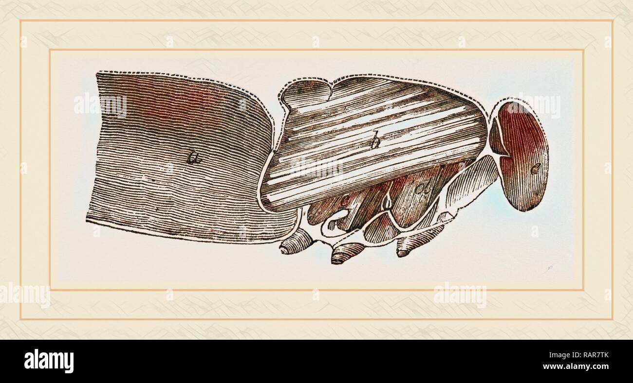 Muscles of Flight. Reimagined by Gibon. Classic art with a modern twist ...