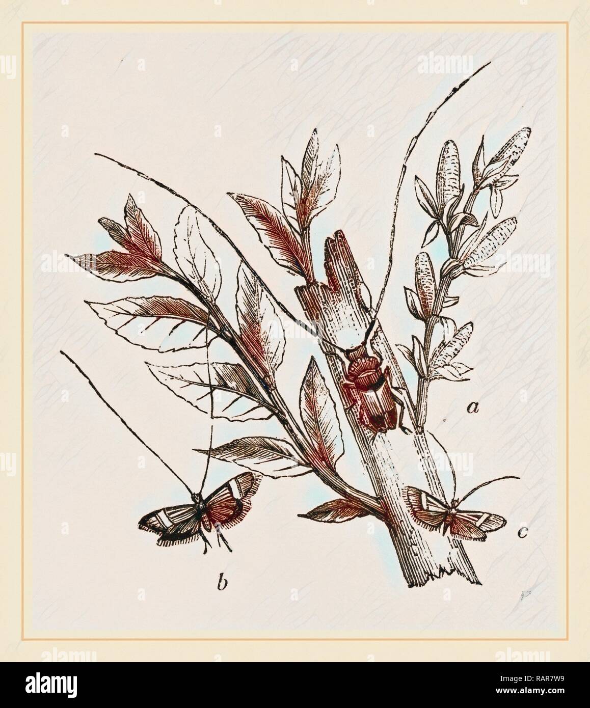 Acanthocinus aedilis and dela. Reimagined by Gibon. Classic art with a ...