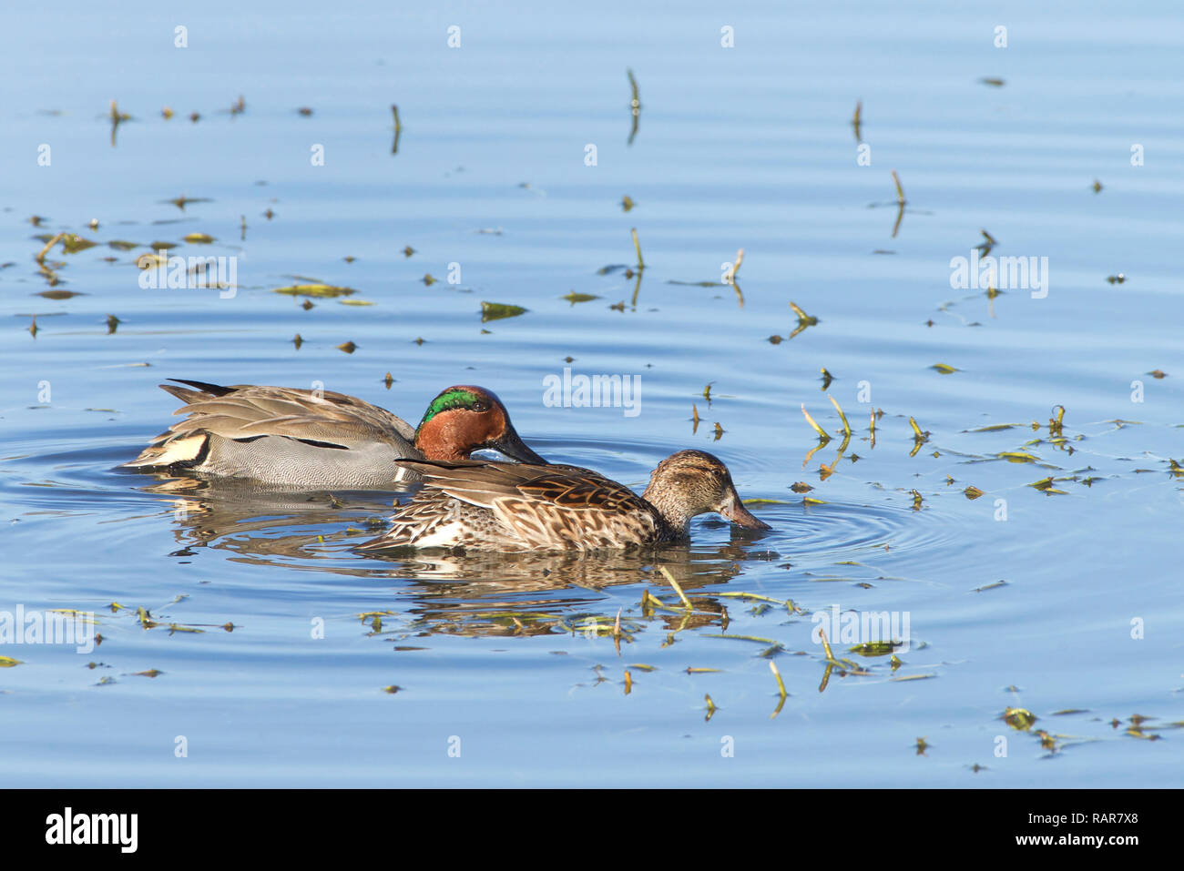 Pair of Green Winged Teal duck foraging for food in shallow marsh water. The green winged teal ...