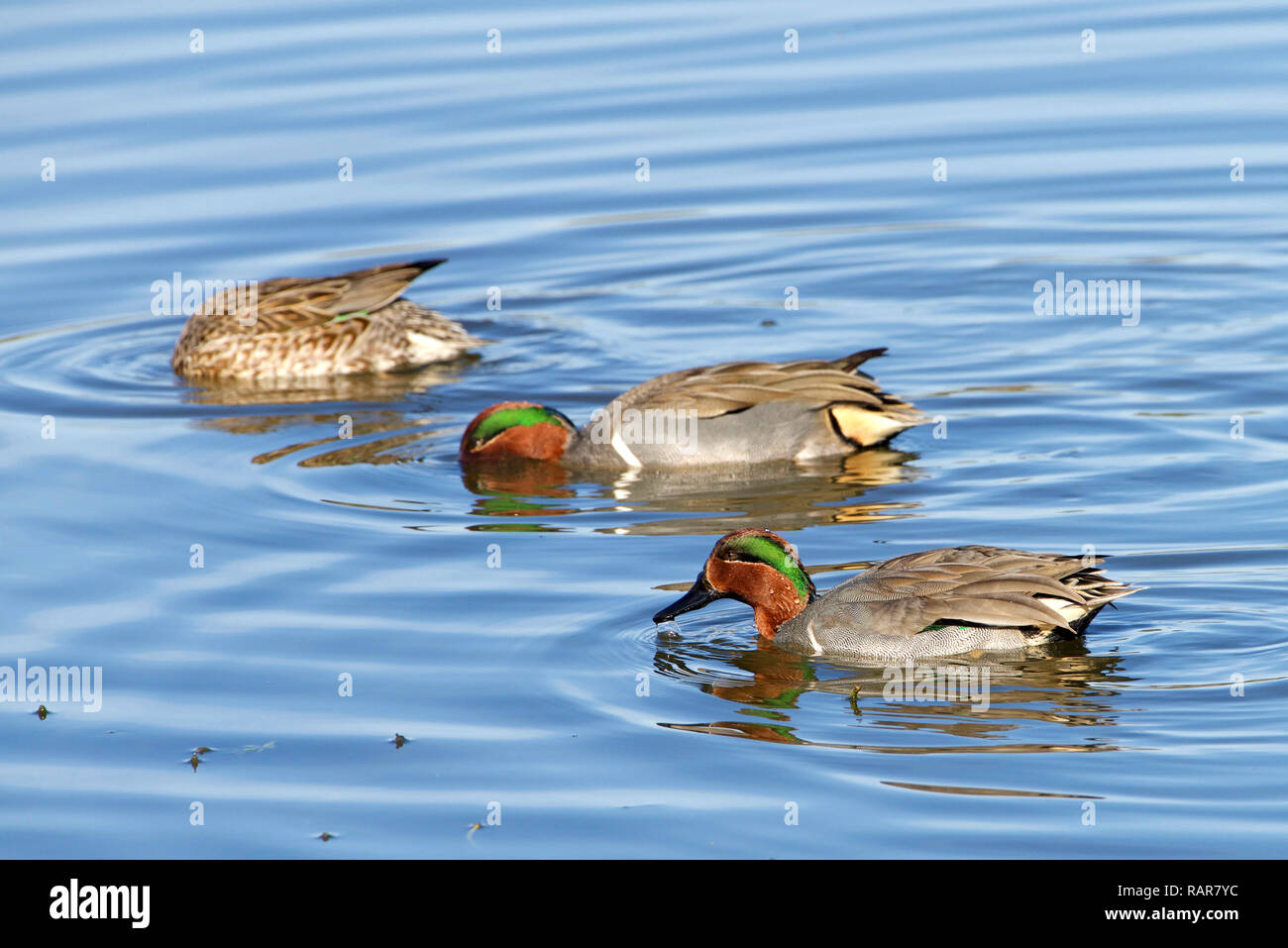 Green Winged Teal ducks foraging for food in shallow marsh water. The ...