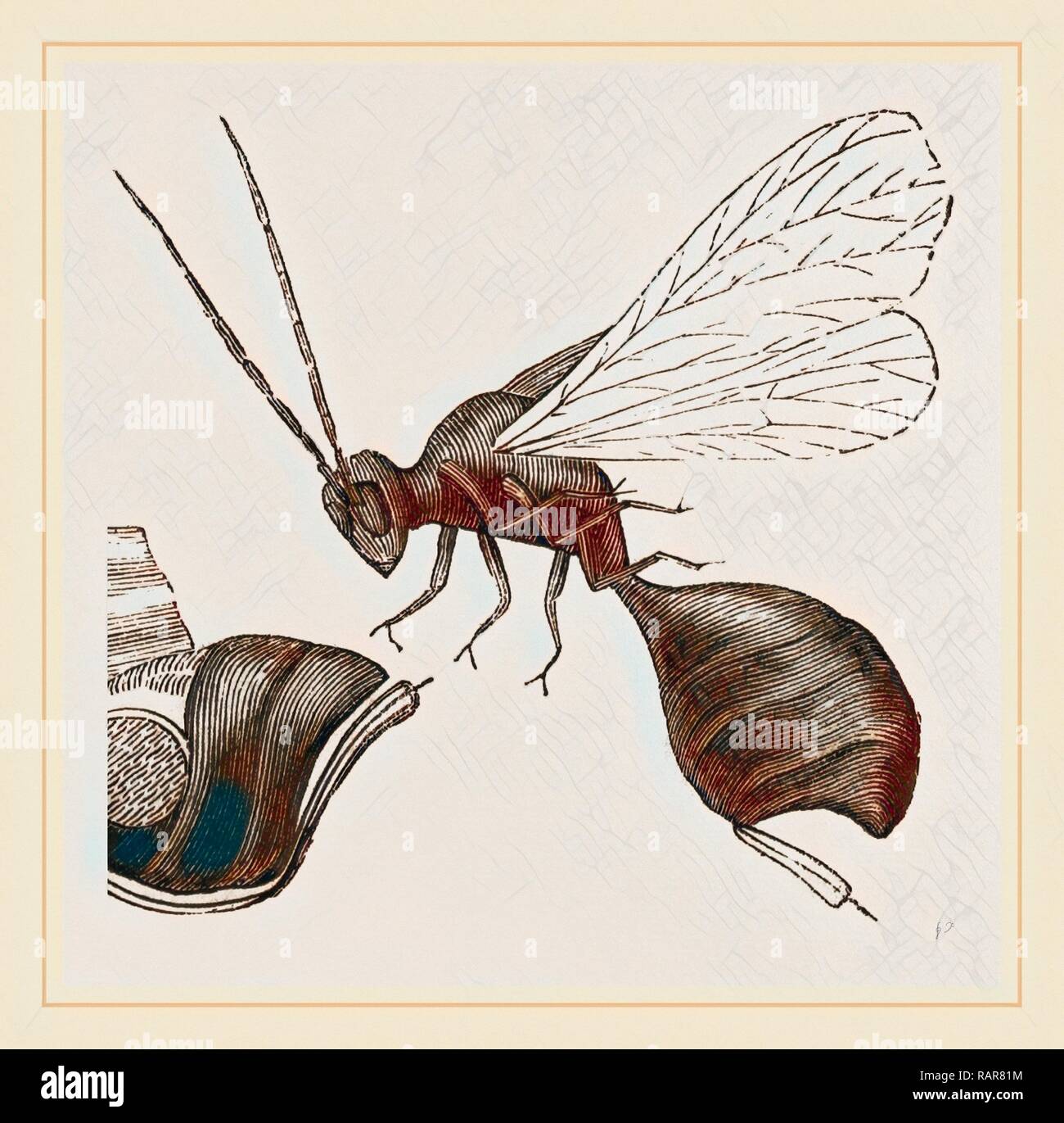 Gall-Fly. Reimagined by Gibon. Classic art with a modern twist ...