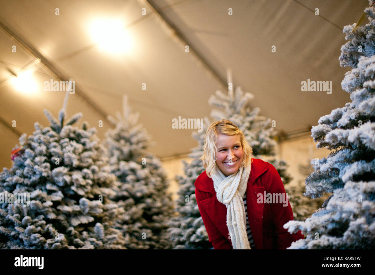 Finding a christmas tree hi-res stock photography and images - Alamy