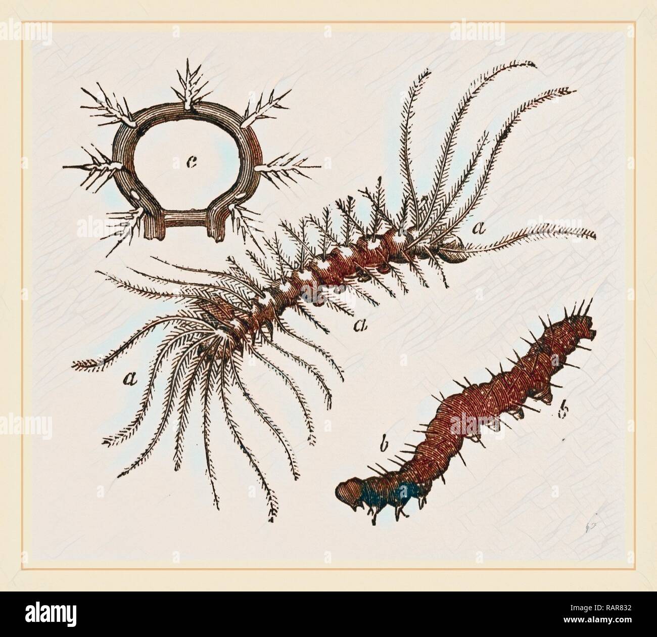 Spiny Caterpillars. Reimagined by Gibon. Classic art with a modern ...