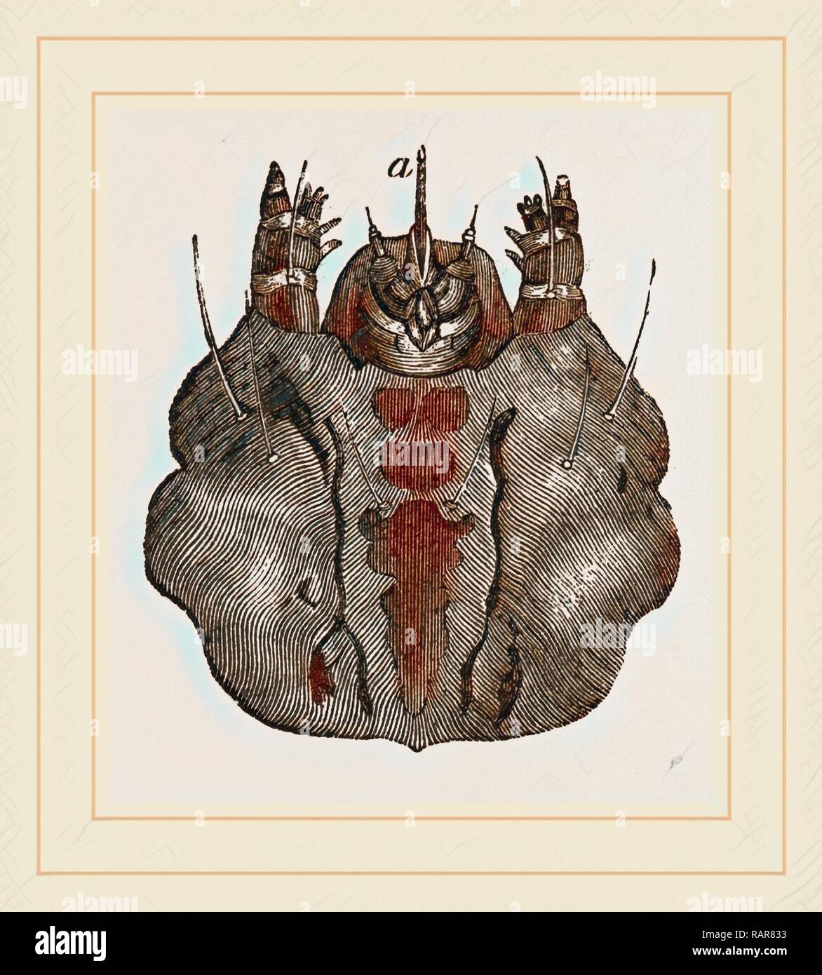 Labium of Caterpillar Goat-Moth. Reimagined by Gibon. Classic art with ...