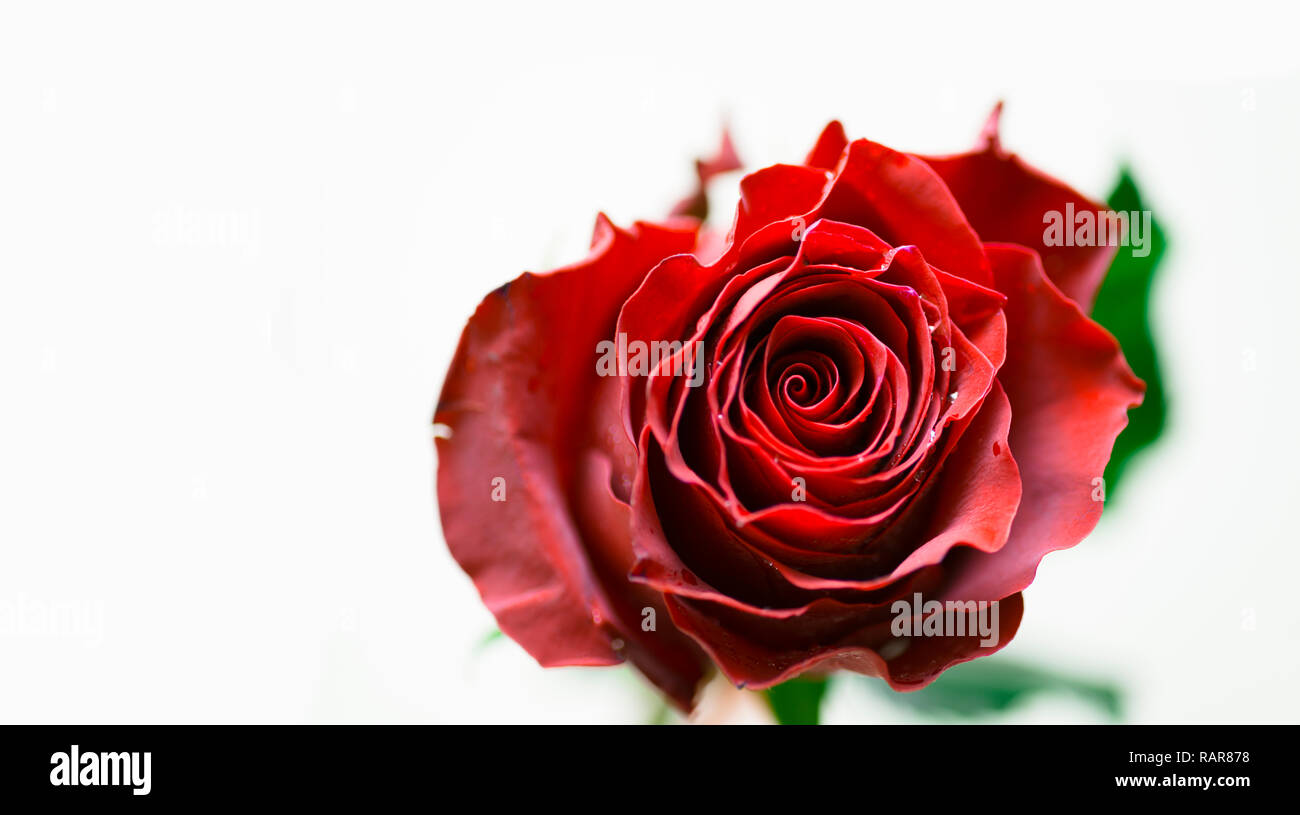 Red rose on white background Stock Photo - Alamy