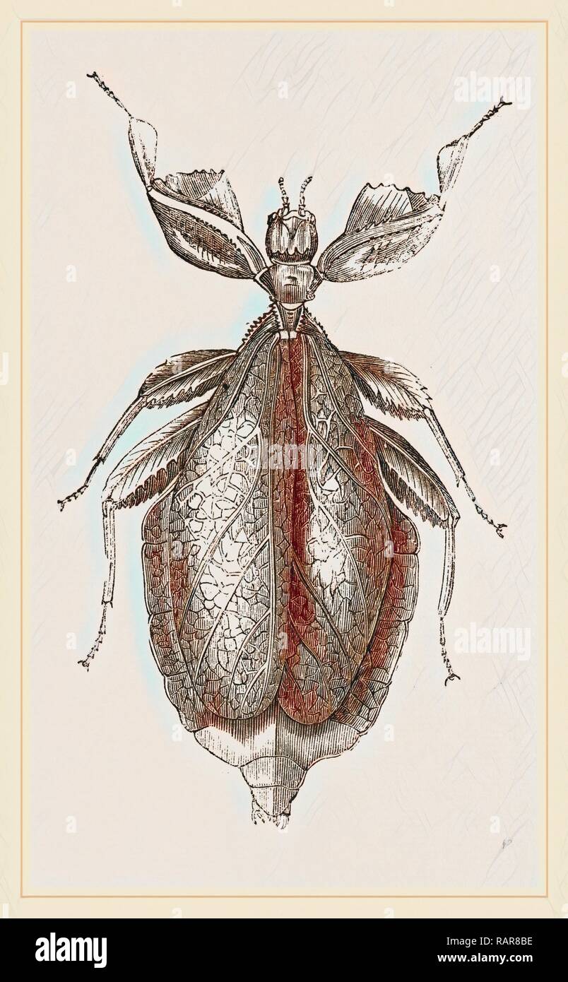 Leaf-Insect. Reimagined by Gibon. Classic art with a modern twist ...