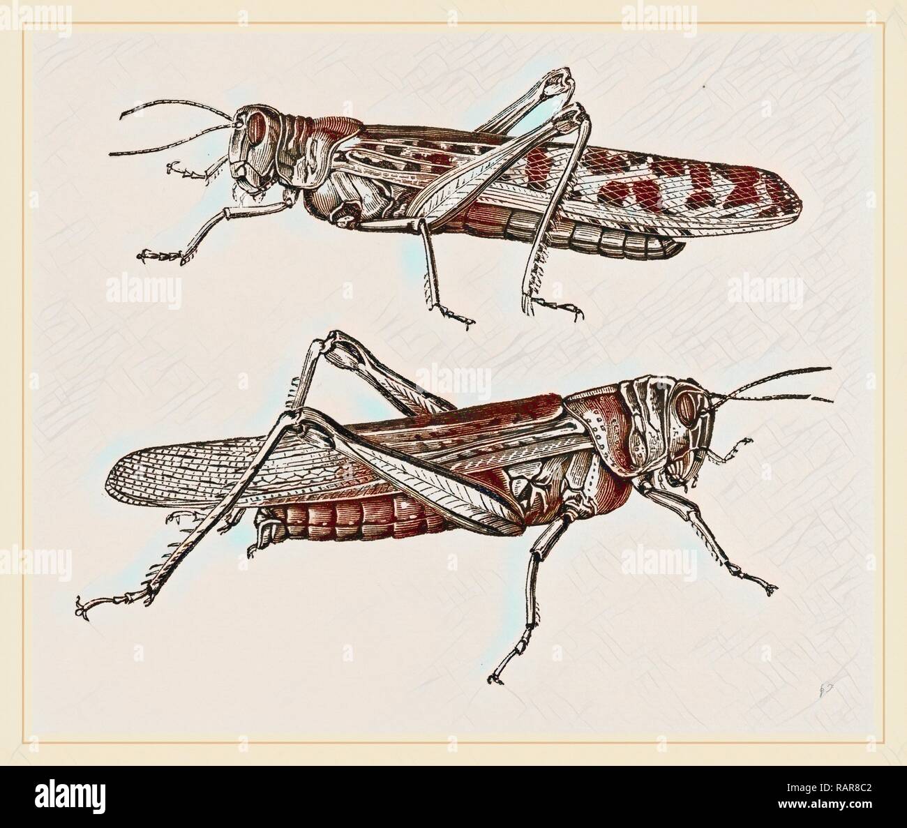 Locusts. Reimagined by Gibon. Classic art with a modern twist ...