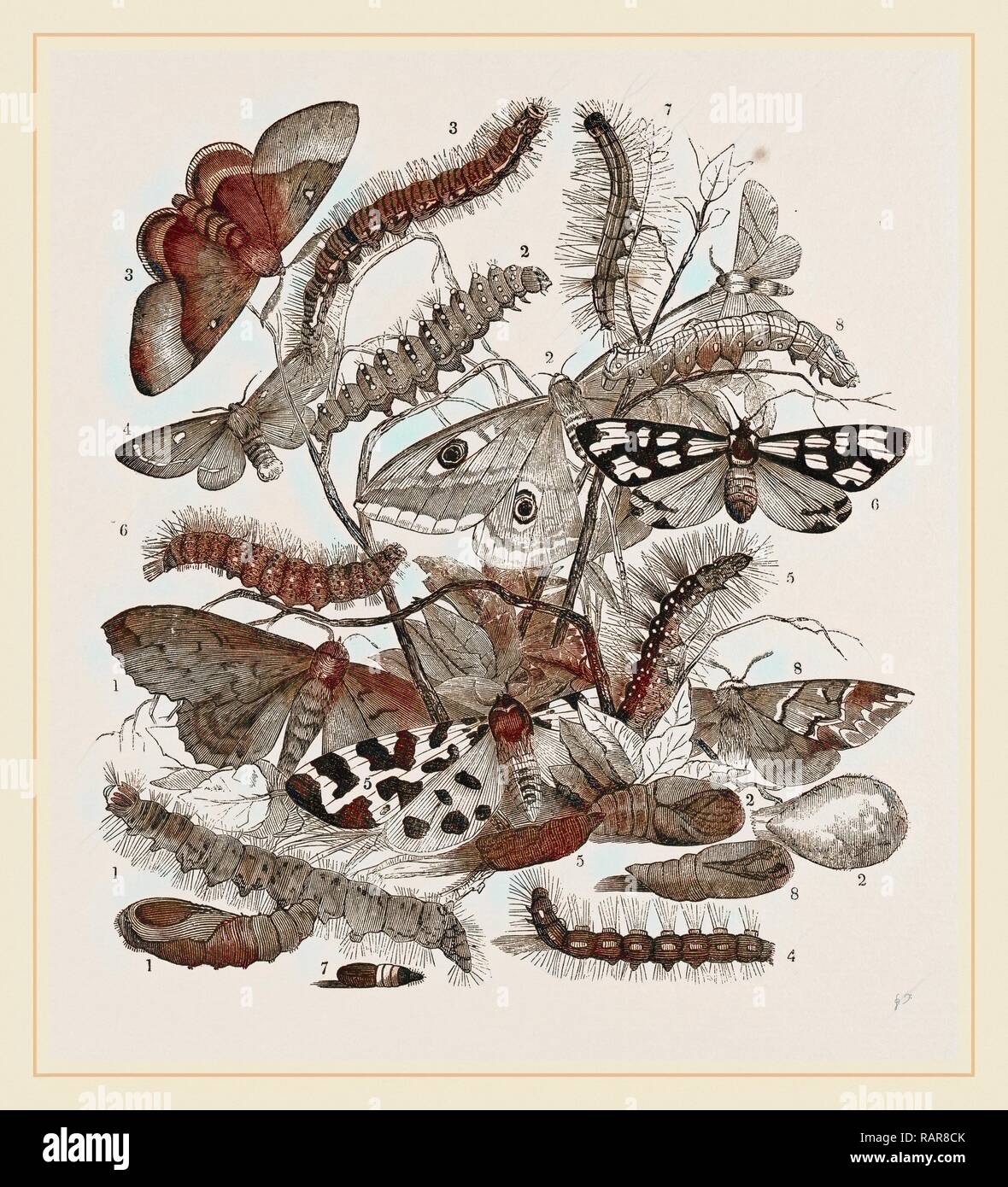 Group of Moths Caterpillars and Pupae. Reimagined by Gibon. Classic art ...