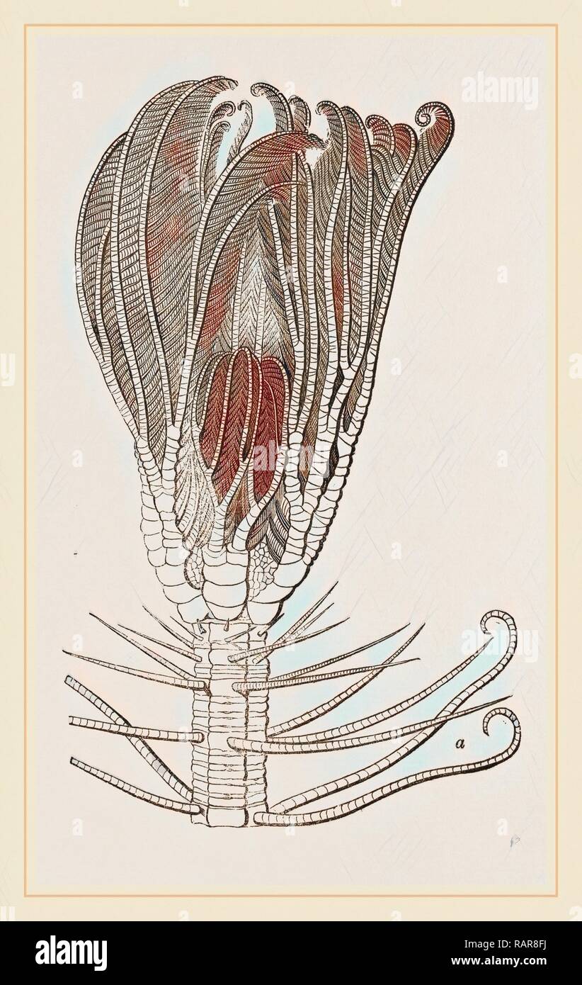 Pentacrinus hi-res stock photography and images - Alamy