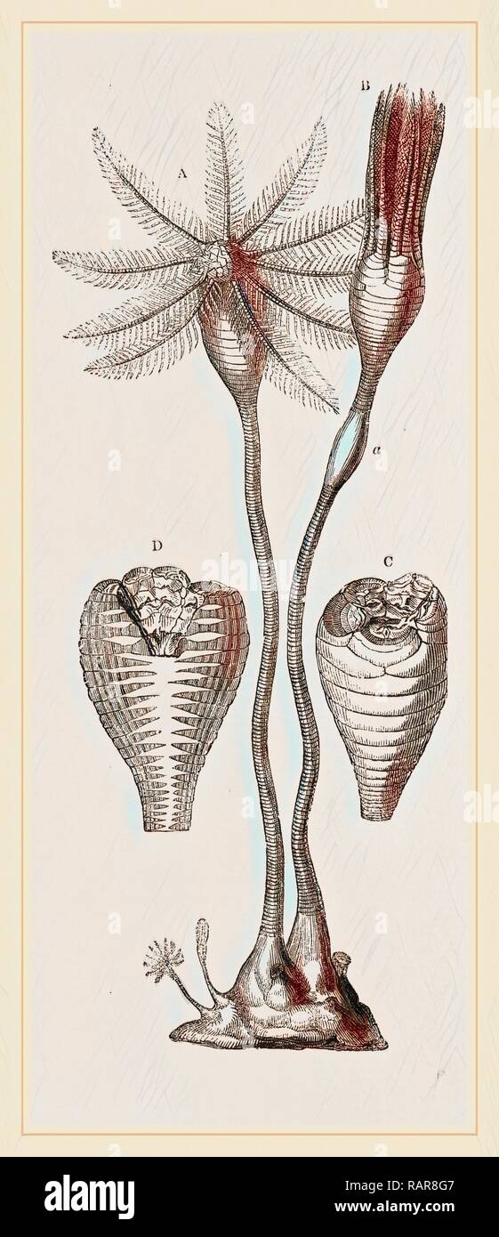 Apiocrinites rotundas. Reimagined by Gibon. Classic art with a modern ...