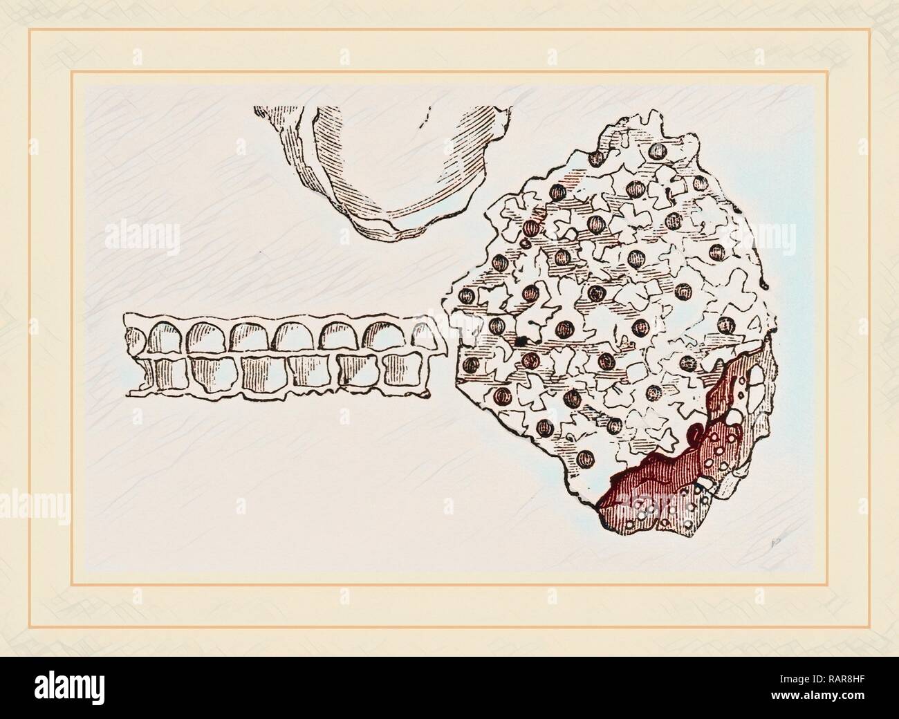 Eschara foliacea. Reimagined by Gibon. Classic art with a modern twist ...