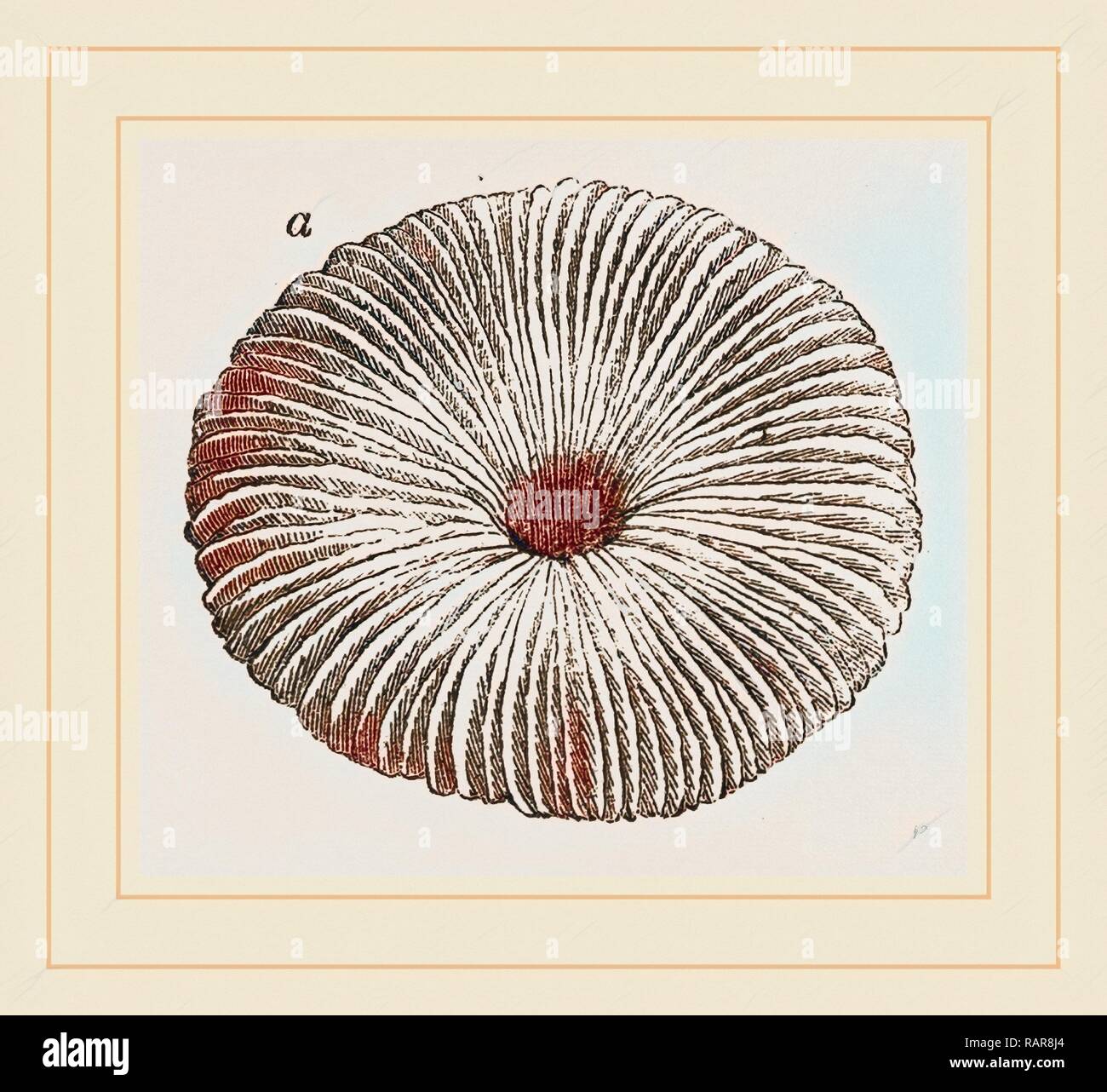 Fungia patellar's. Reimagined by Gibon. Classic art with a modern twist ...