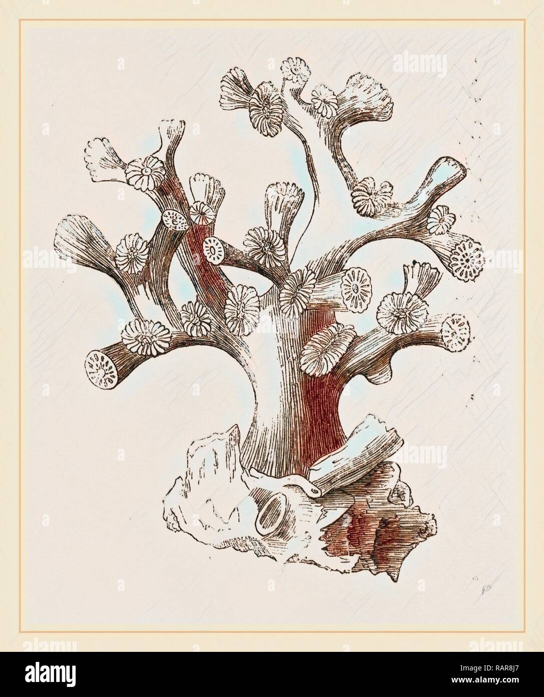 Oculina axillaris. Reimagined by Gibon. Classic art with a modern twist ...