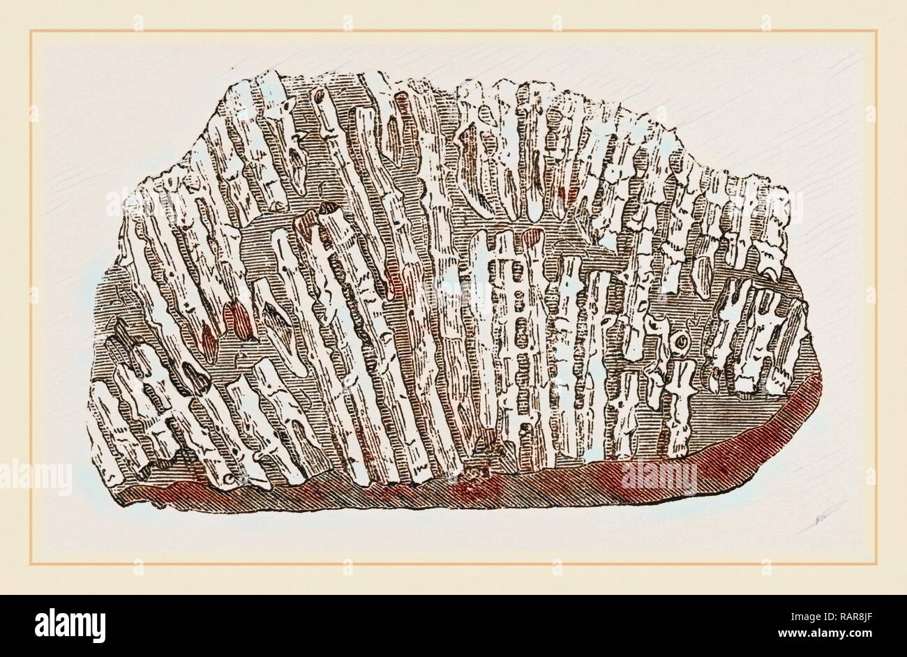 Syringopora hi-res stock photography and images - Alamy