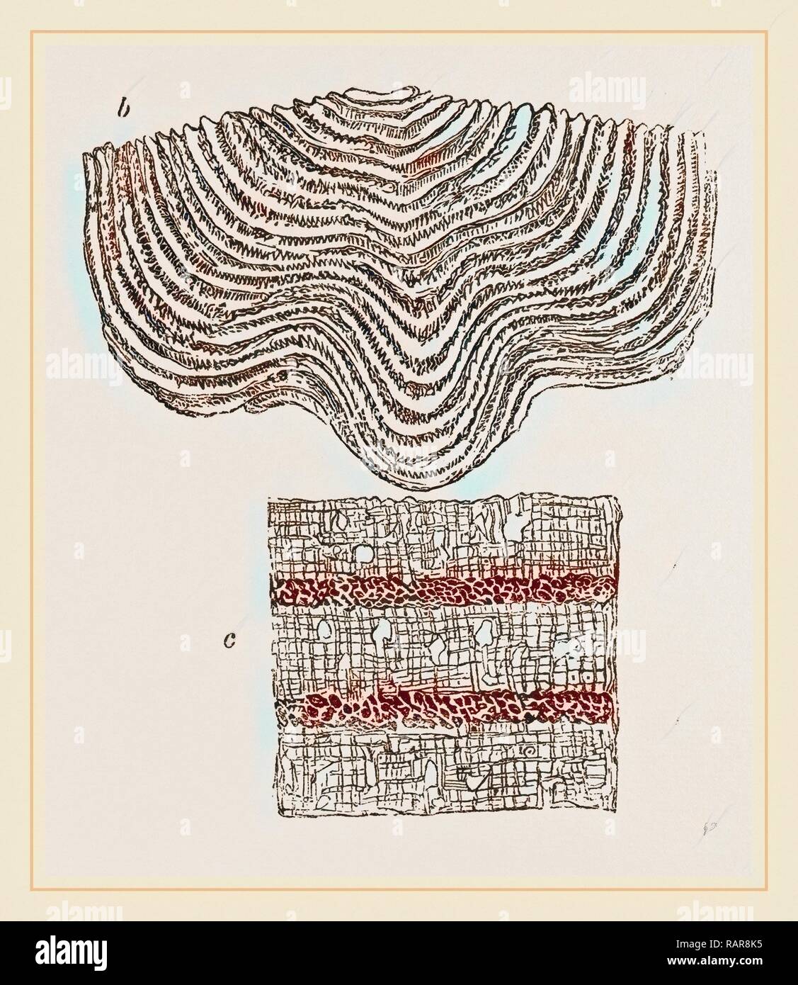 Stromatopora subconcentrica. Reimagined by Gibon. Classic art with a ...