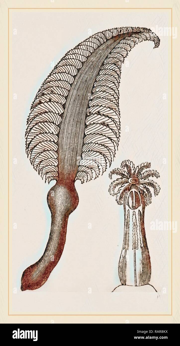 Pennatula hi-res stock photography and images - Alamy