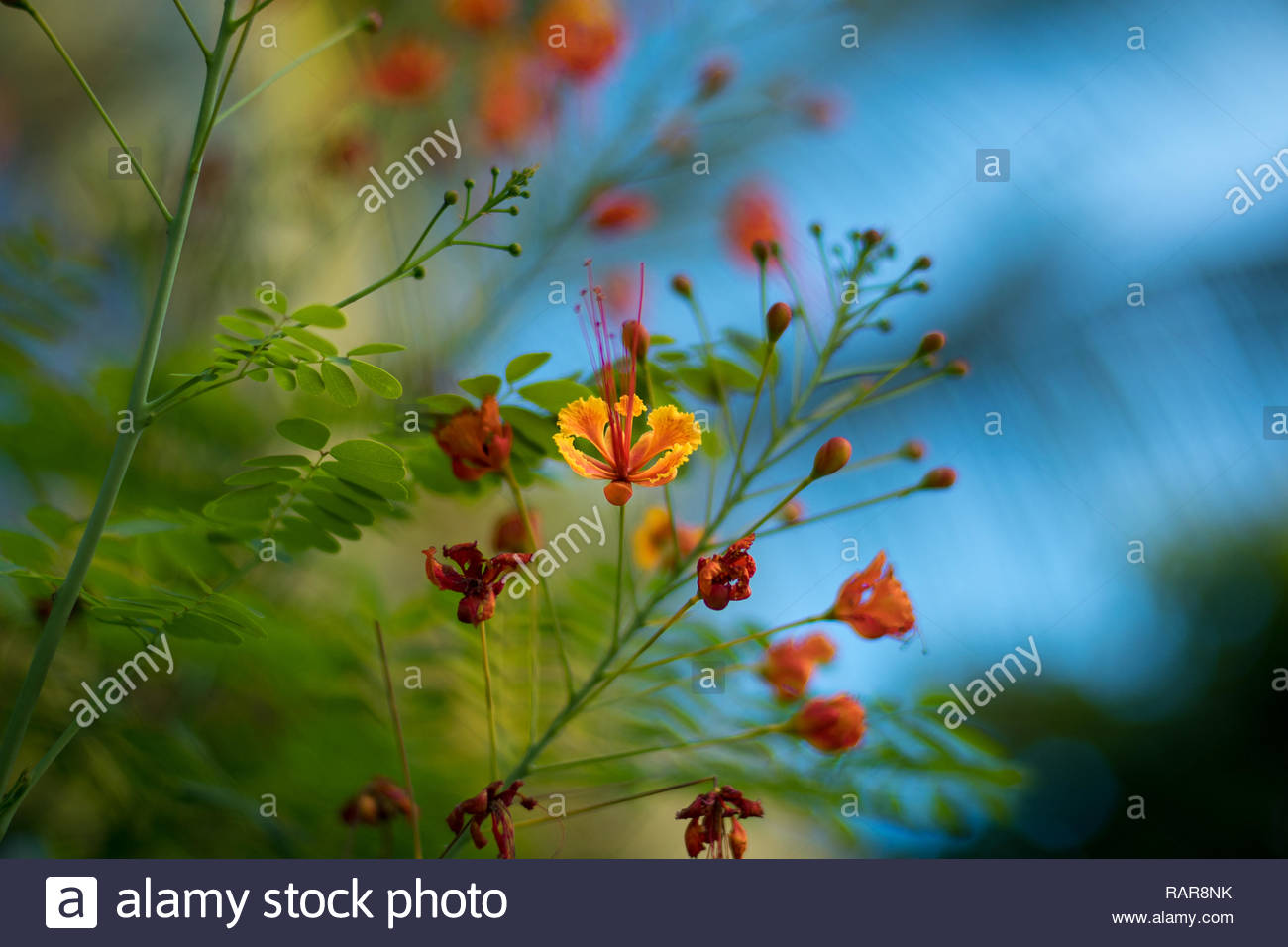 Barbados Flower Stock Photos & Barbados Flower Stock Images - Alamy