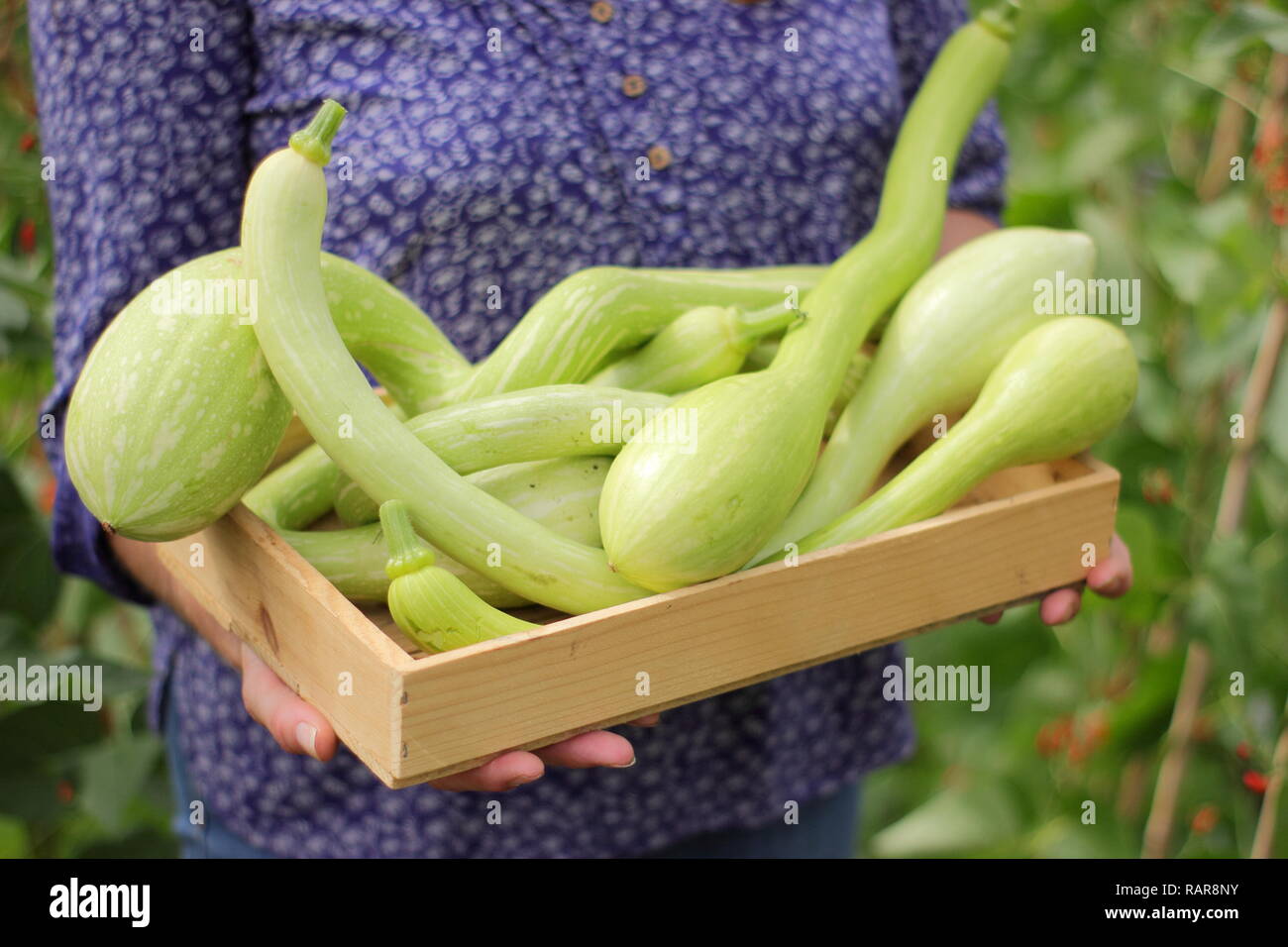 Tromboncino woman hi-res stock photography and images - Alamy