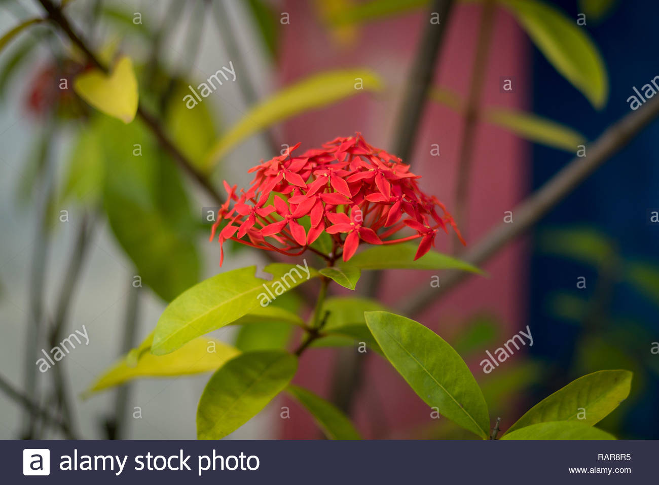 Bright Pink Or Red Star Cluster Flowers Stock Photos & Bright Pink Or ...